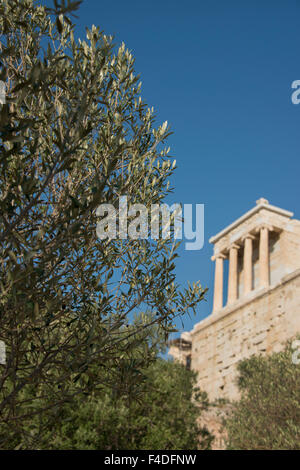 Greece, Athens, Acropolis. Olive tree in front of ancient ruins. (Large ...