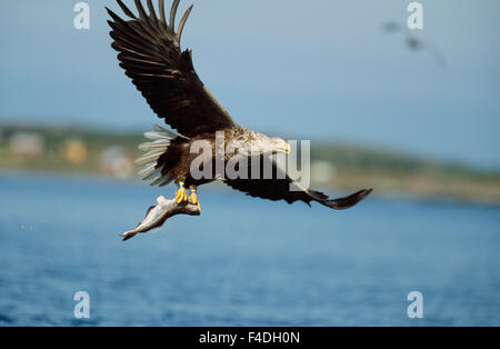Eagle carrying fish Stock Photo - Alamy