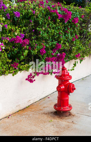Red fire hydrant in Key West, Florida, USA Stock Photo - Alamy