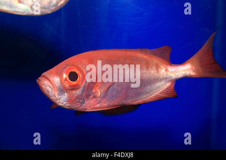 Splendid alfonsino (Beryx splendens) in Japan Stock Photo - Alamy