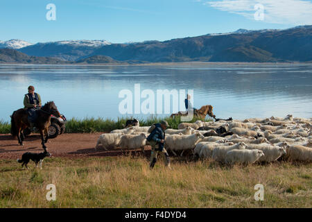 Greenland, Tunulliarfik, Qassiarsuk, Brattahlid. Local ranchers herding ...