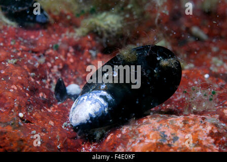Sea mussels, Finland Stock Photo - Alamy