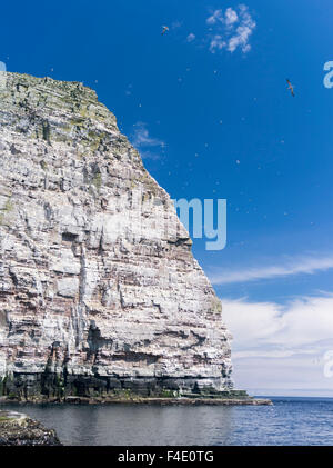 The cliffs of the isle of Noss, a famous nature reserve with huge ...