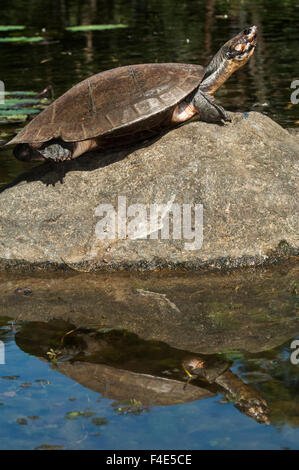 Colombian Slider (Trachemys scripta callirostris) Botanical Gardens ...