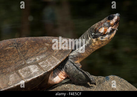 Colombian Slider (Trachemys scripta callirostris) Botanical Gardens ...