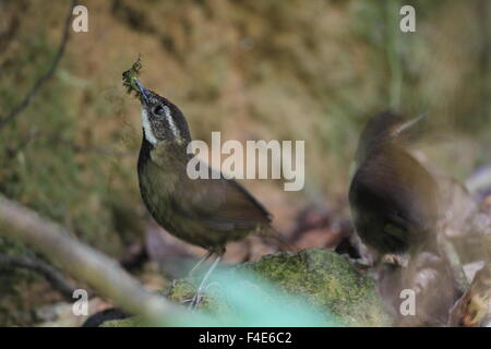 Fernwren (Oreoscopus gutturalis) in Australia Stock Photo - Alamy