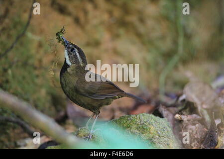 Fernwren (Oreoscopus gutturalis) in Australia Stock Photo - Alamy
