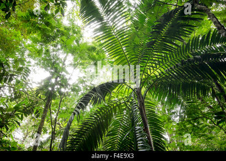 Inside, rainforest, Selva Verde, Costa Rica Stock Photo - Alamy