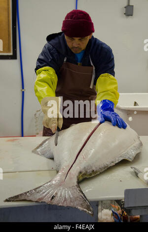 Processing Fish at Prime Select Seafoods, Cordova, Alaska, USA Stock ...