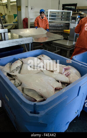 Processing Halibut at Pacific Seafood, Kodiak Island, Alaska, USA Stock ...