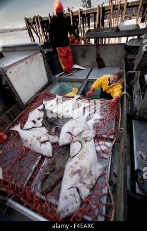 Processing Halibut at Pacific Seafood, Kodiak Island, Alaska, USA Stock ...