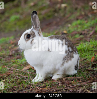 Side view of white rabbit sitting, looking at christmas tree decorated ...