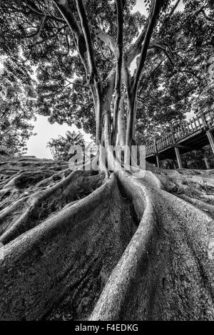 Massive rubber tree roots at Balboa Park in San Diego, CA Stock Photo ...