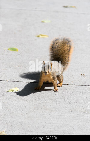 USA, Colorado, Denver. Easter Fox Squirrel (Sciurus niger) native to ...