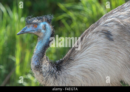 USA, Florida, Orlando, Emu, Gatorland Stock Photo - Alamy