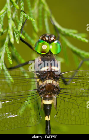 Illinois River Cruiser (Macromia illinoiensis) male, Little Wabash ...