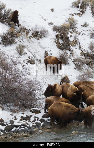 Bison Snow Sliding Stock Photo - Alamy