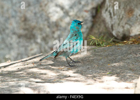 Minnesota, Mendota Heights, Indigo Bunting perched on Rock Stock Photo ...
