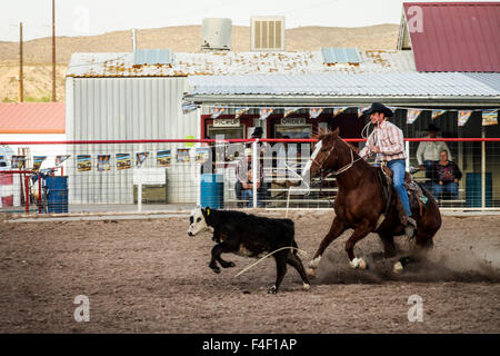 Cattle wrangling competition at the Rodeo, Truth or Consequences, New ...