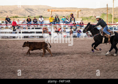 Cattle wrangling competition at the Rodeo, Truth or Consequences, New ...