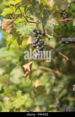 River bank wild grape, Vitis riparia, vine growing green grapes in ...