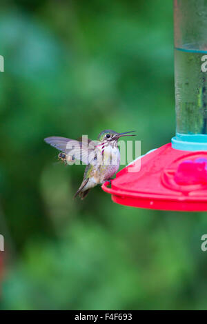 Calliope Hummingbird (Stellula calliope) male hovering, western Montana ...