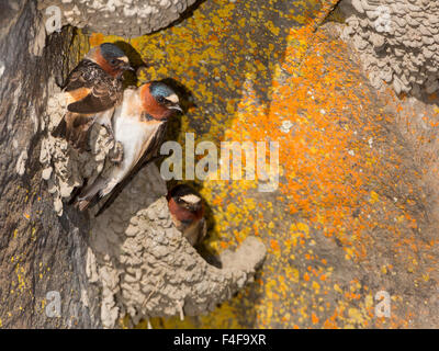 USA, Washington State. Cliff swallows (Petrochelidon pyrrhonota) at ...