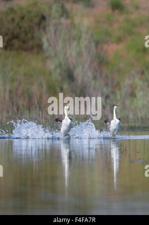 USA, Washington State. Western Grebe (Aechmophorus occidentalis) in ...