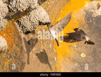 USA, Washington State. Cliff swallows (Petrochelidon pyrrhonota) at ...