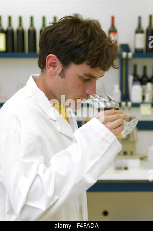 Taster professional working into a cellar laboratory Spain vertical ...