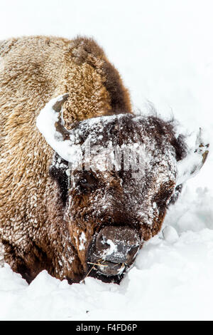Bison bull foraging in deep snow in Yellowstone National Park, Wyoming ...