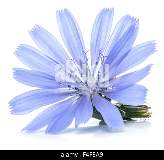 Flower of wild chicory on a background of a different field grass Stock ...