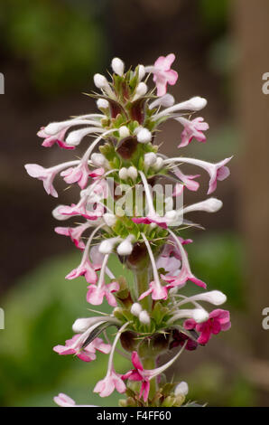 Morina longifolia Morina longifolia Stock Photo - Alamy