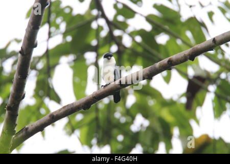 Philippine Falconet (Microhierax erythrogenys) in Philippines Stock ...
