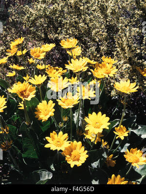 California, Sierra Nevada Mountains, Arrowleaf Balsamroot wildflowers ...