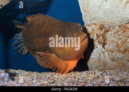 Lumpfish (Cyclopterus lumpus Stock Photo - Alamy