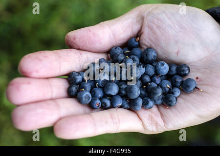 Blueberries in hand Stock Photo - Alamy