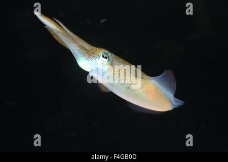 flying squid (Ommastrephes bartrami) in Japan Stock Photo - Alamy