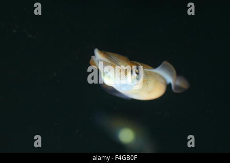 flying squid (Ommastrephes bartrami) in Japan Stock Photo - Alamy