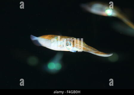 flying squid (Ommastrephes bartrami) in Japan Stock Photo - Alamy