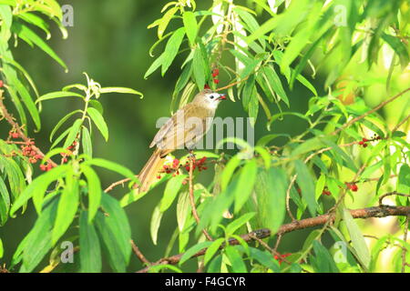 Pale-faced Bulbul (Pycnonotus leucops) adult, perched on stem, Gunung ...