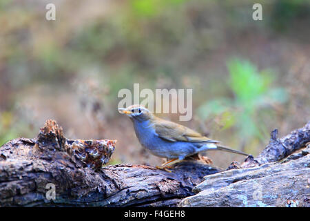 Grey-sided Thrush (Turdus feae) in Thailand Stock Photo - Alamy