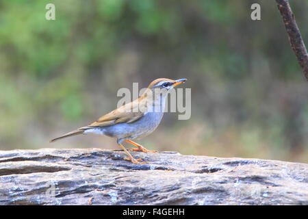 Grey-sided Thrush (Turdus feae) in Thailand Stock Photo - Alamy