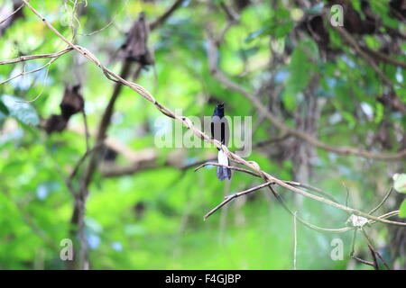 White-vented Shama (Copsychus niger) in Palawan Island, Philippines ...