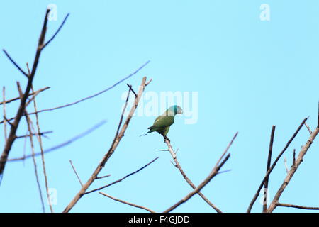 Blue-crowned Racket-tail (Prioniturus discurus) in Palawan Island ...