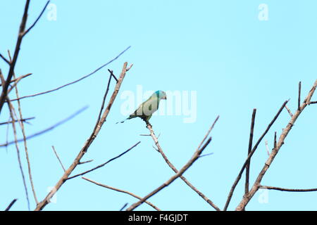 Blue-crowned Racket-tail (Prioniturus discurus) in Palawan Island ...
