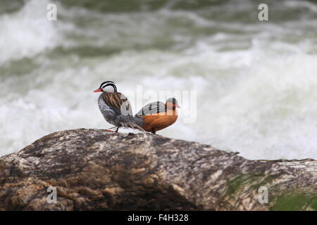 Torrent Duck (Merganetta armata) in Ecuador Stock Photo - Alamy