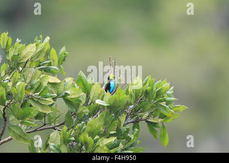 Paradise tanager (Tangara chilensis) in a greenhouse, Bavaria, Germany ...