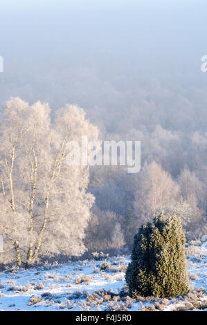 Juniper trees. Sandsjöbacka, Sweden Stock Photo - Alamy