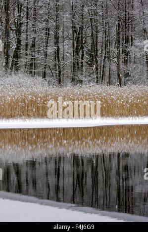 cold color image common reed ice nature panoramic plants snow winter ...
